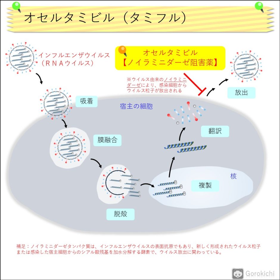 タミフル（オセルタミビル）の特徴・作用機序 医師・薬剤師・看護師のためのおくすり情報サイト