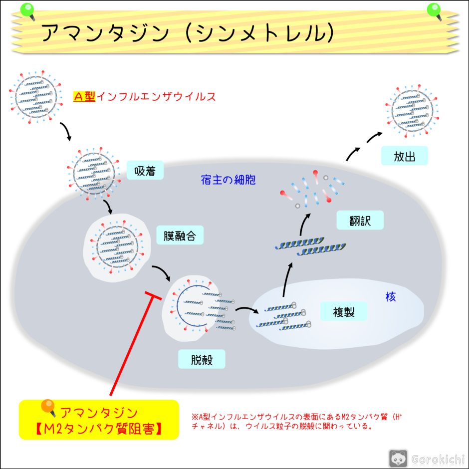 アビガン（ファビピラビル）の特徴・作用機序 医師・薬剤師・看護師のためのおくすり情報サイト